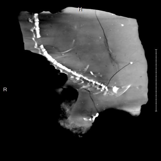Ct Scanning - Fossil Preparation - The Fossil Forum