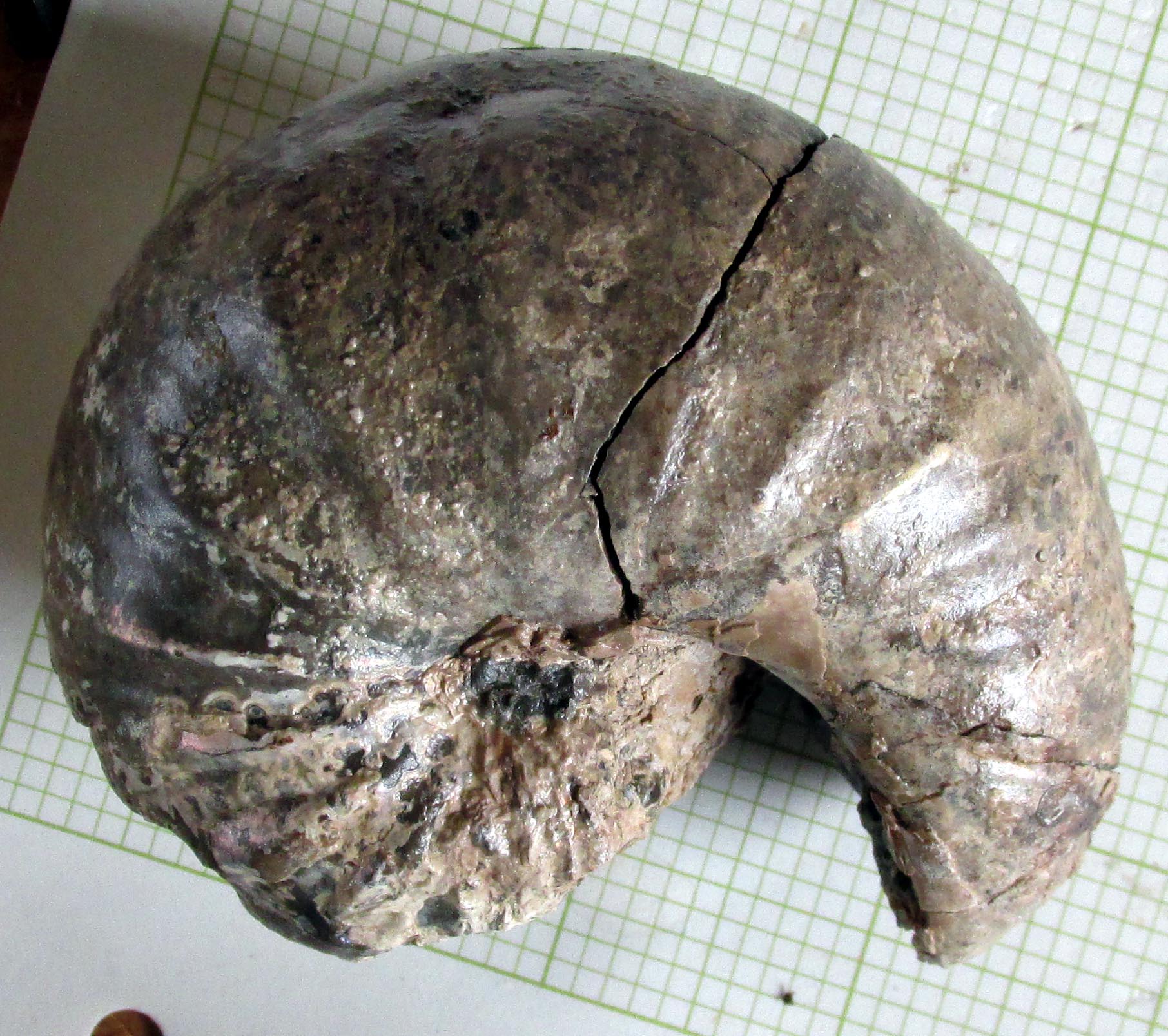 Cretaceous Scaphite - Fossil ID - The Fossil Forum