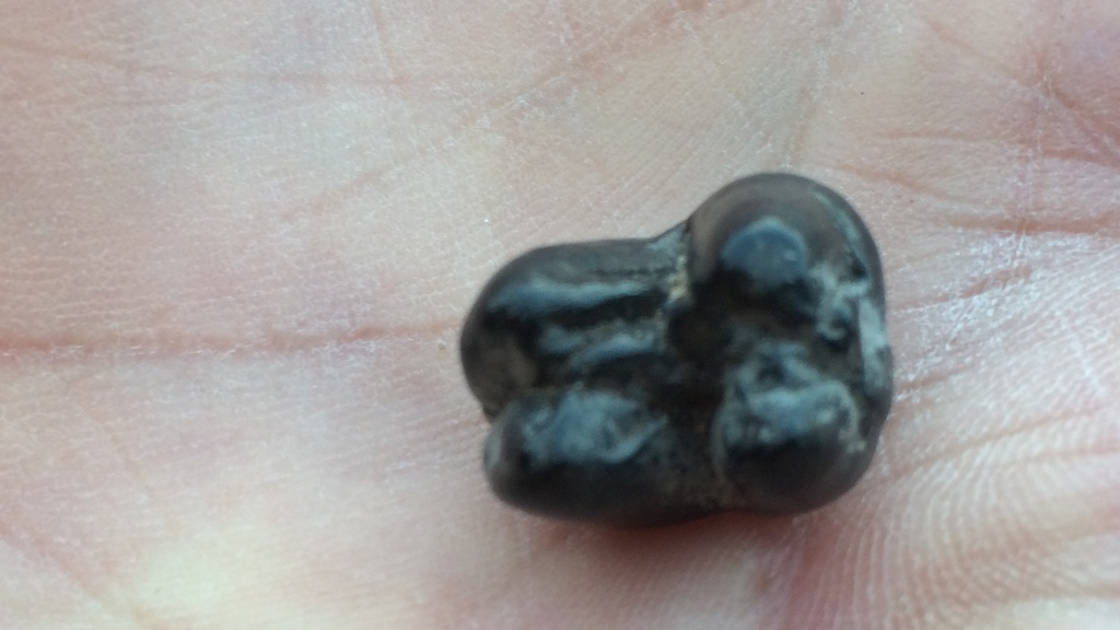 2 Very Small Mammal Teeth - Fossil ID - The Fossil Forum