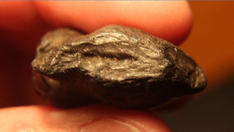 Excellent Day In Poor Conditions - Fossil ID - The Fossil Forum