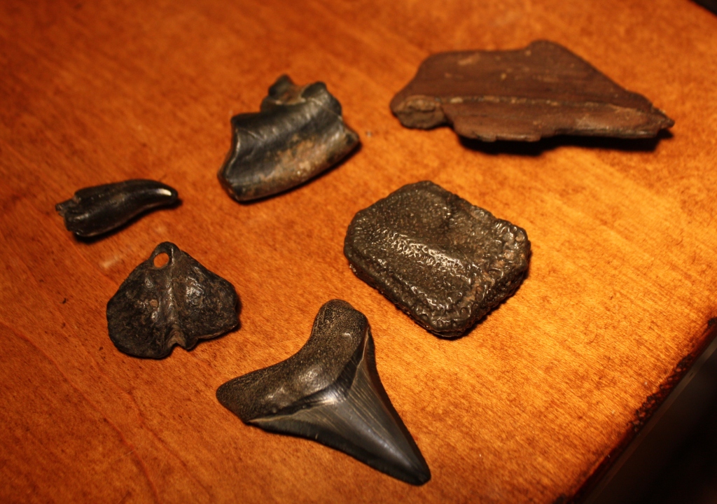 Excellent Day In Poor Conditions - Fossil ID - The Fossil Forum