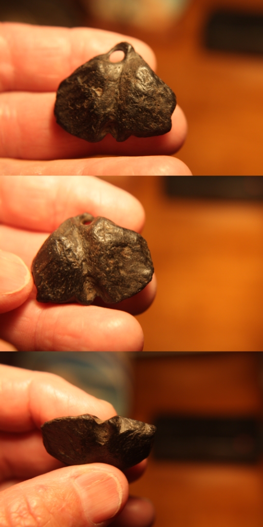 Excellent Day In Poor Conditions - Fossil ID - The Fossil Forum