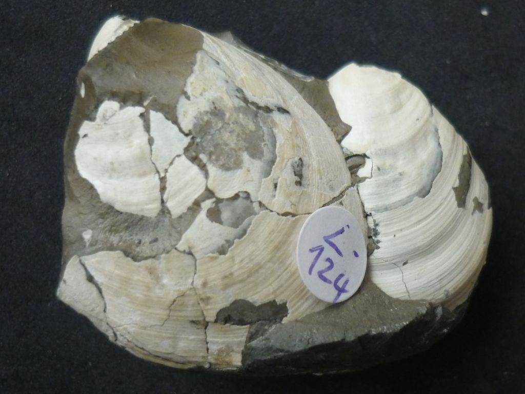 Show Us How You "mark" Your Fossils - General Fossil Discussion - The ...