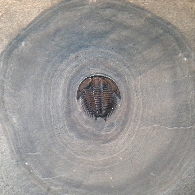New Trilobite Prep Sequence - Fossil Preparation - The Fossil Forum