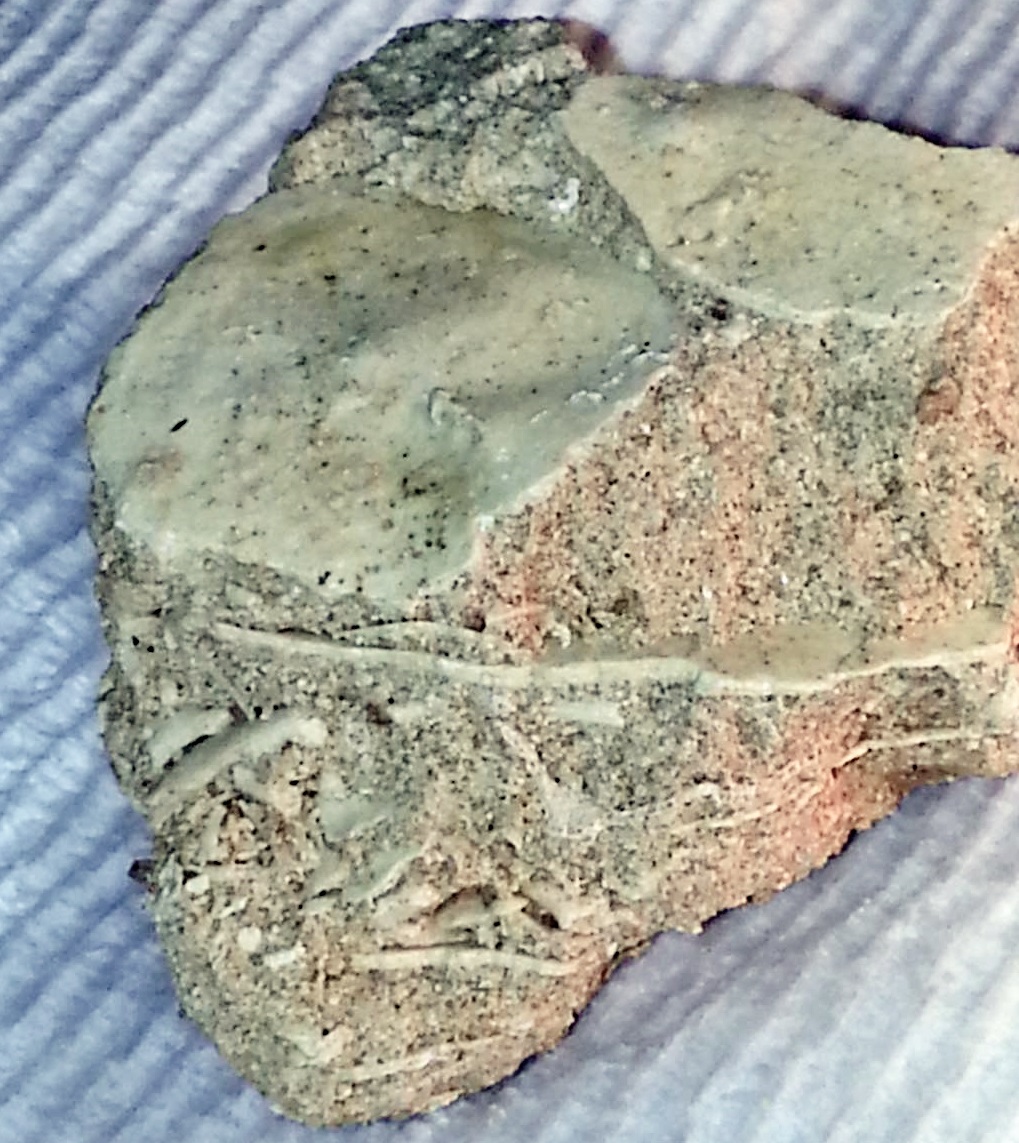 Fossils In Clay Or Concrete Mixture? - Fossil ID - The Fossil Forum