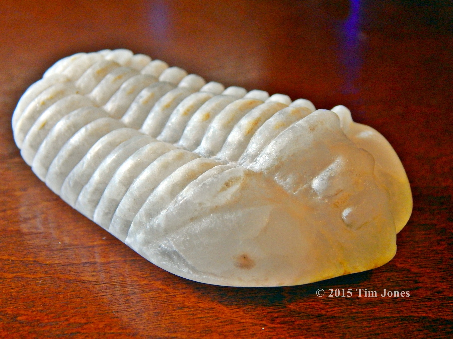 Gift From A Friend - Paleo Re-creations - The Fossil Forum