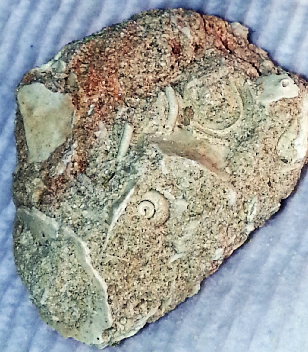 Fossils In Clay Or Concrete Mixture? - Fossil ID - The Fossil Forum