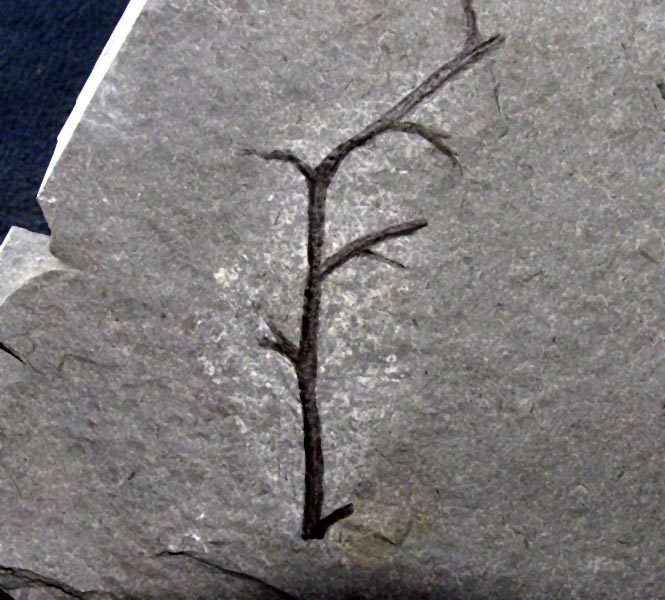 Having Difficulty Determining A Late Devonian Plant. - Fossil ID - The ...