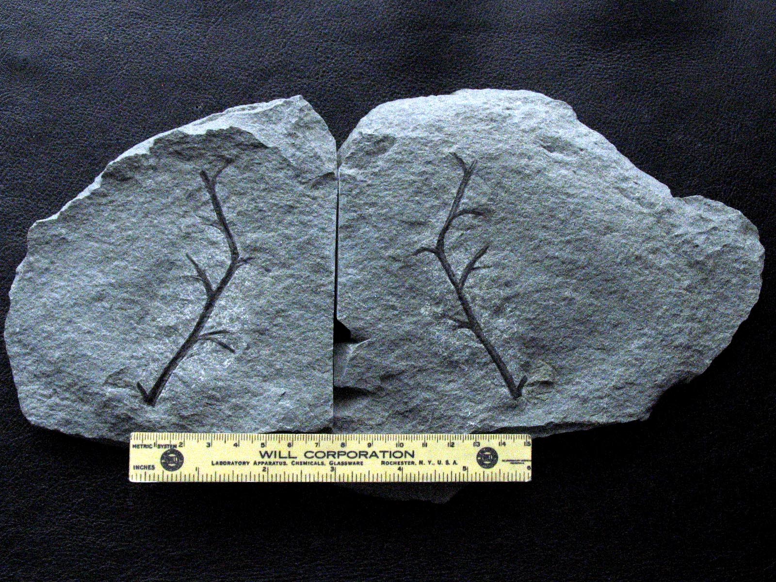 Having Difficulty Determining A Late Devonian Plant. - Fossil ID - The ...