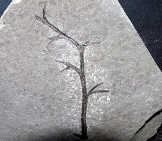 Having Difficulty Determining A Late Devonian Plant. - Fossil ID - The ...