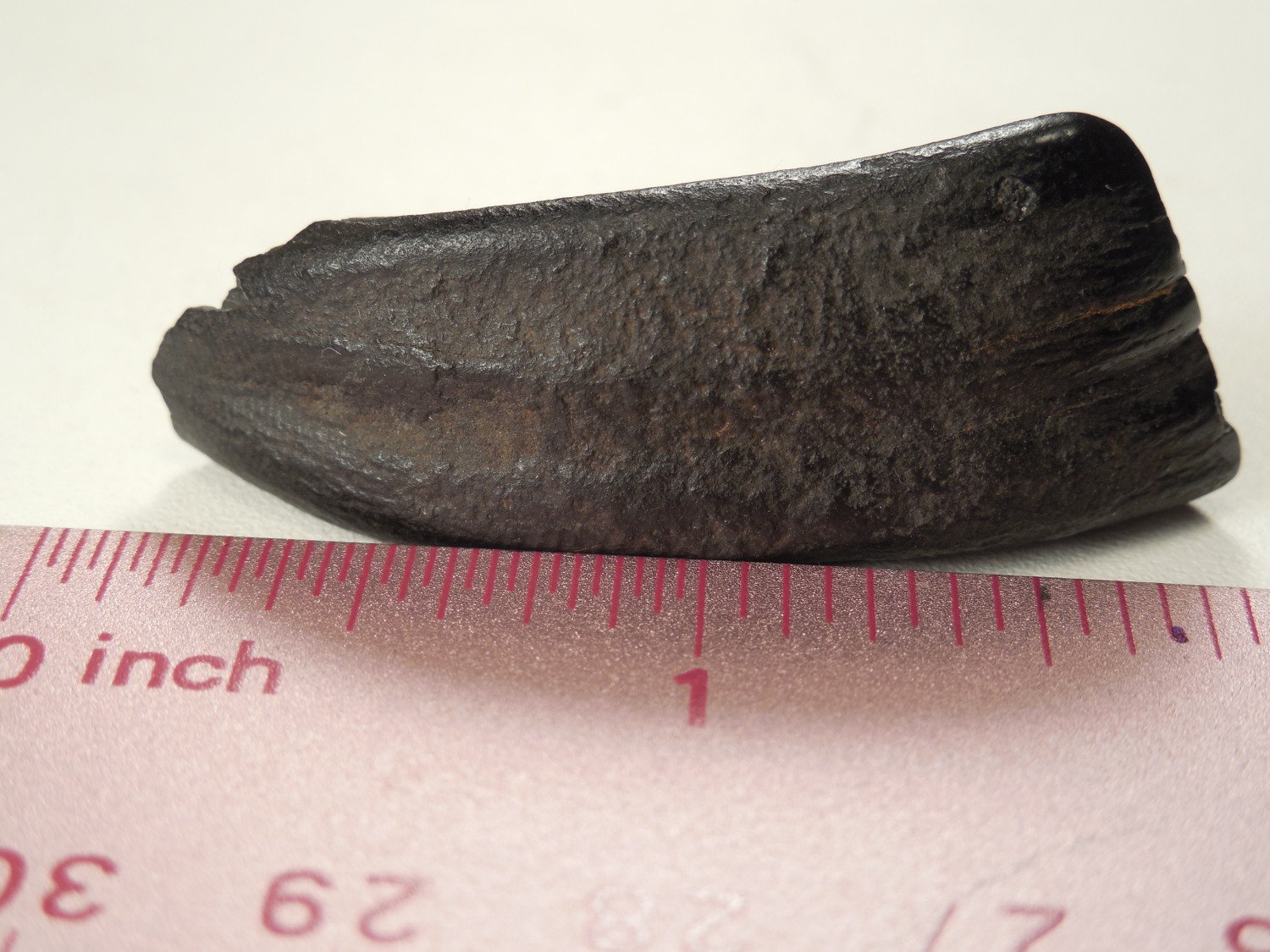 Mammal Claw? From South Carolina - Fossil ID - The Fossil Forum