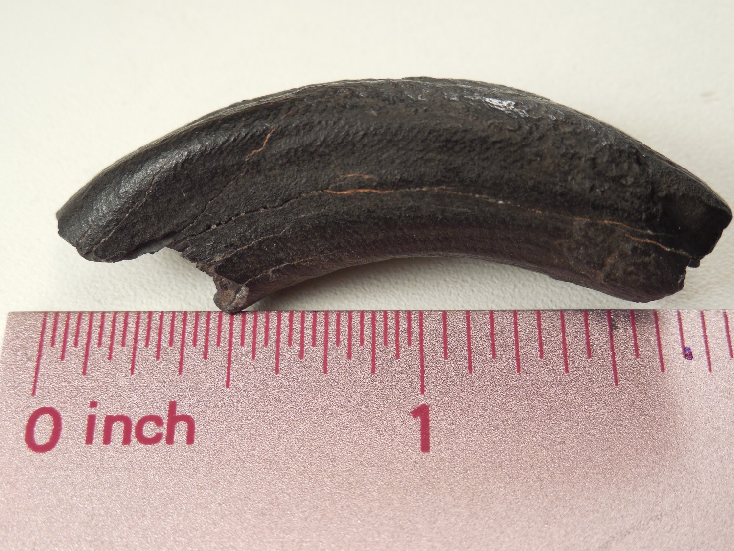 Mammal Claw? From South Carolina - Fossil ID - The Fossil Forum