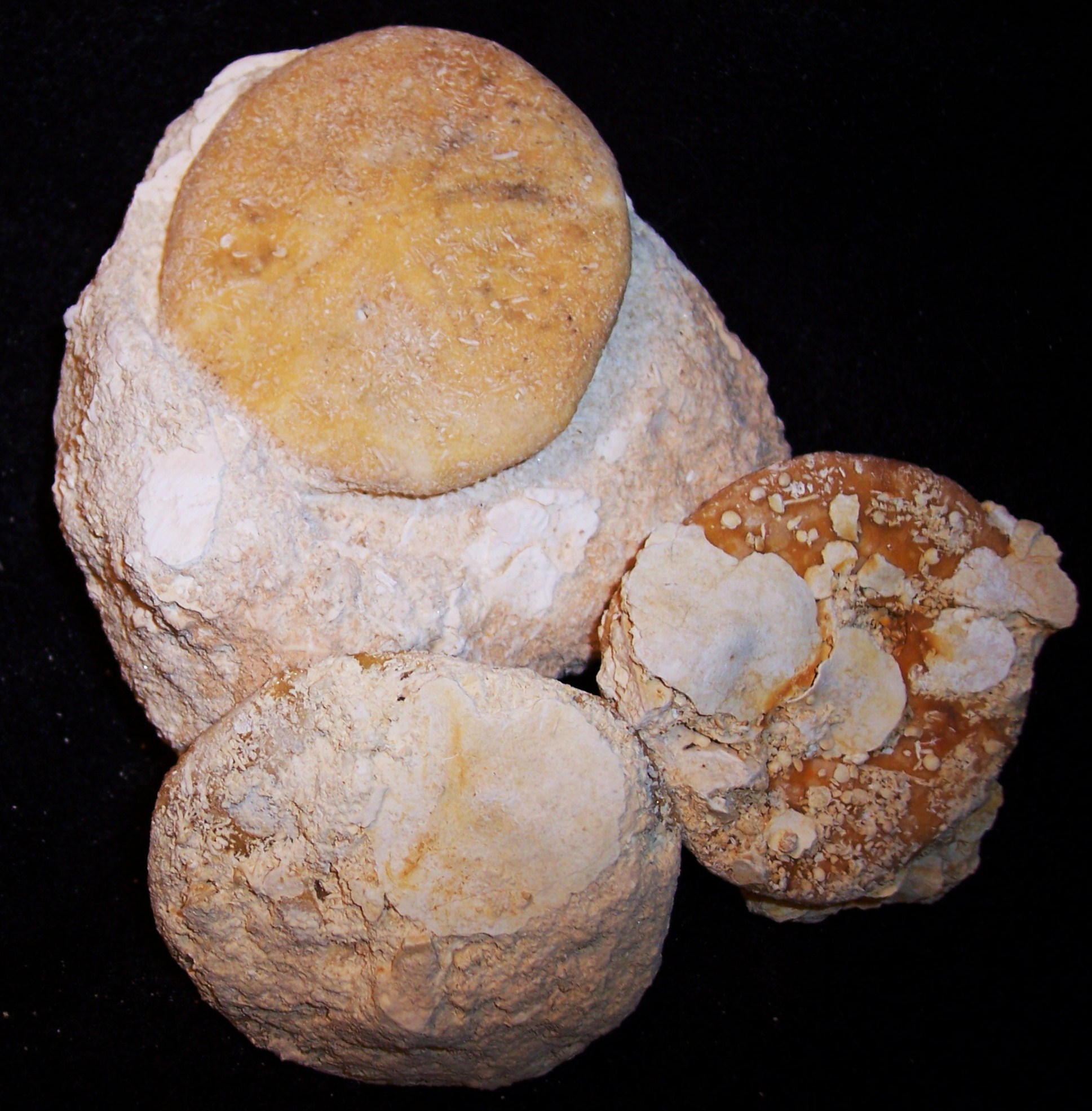 Fossils In Clay Or Concrete Mixture? - Fossil ID - The Fossil Forum