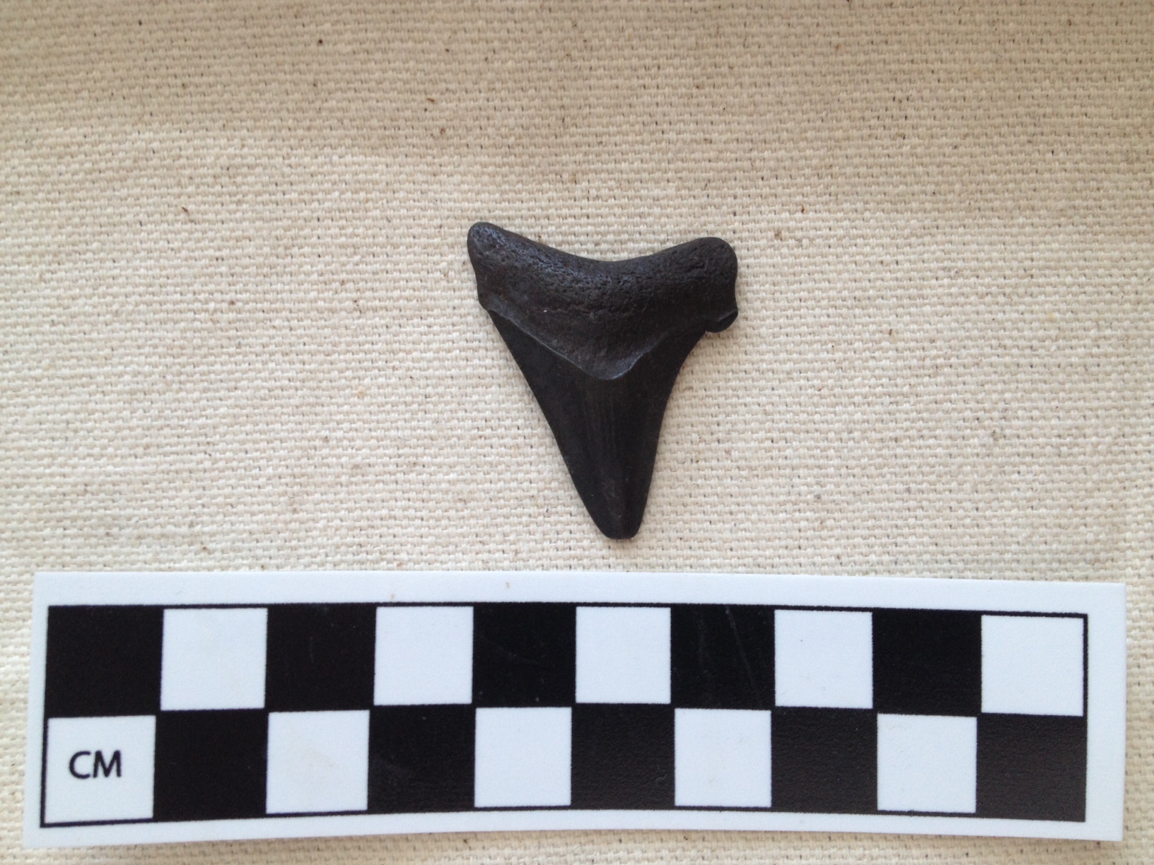 Another Possible Chubutensis - Fossil ID - The Fossil Forum