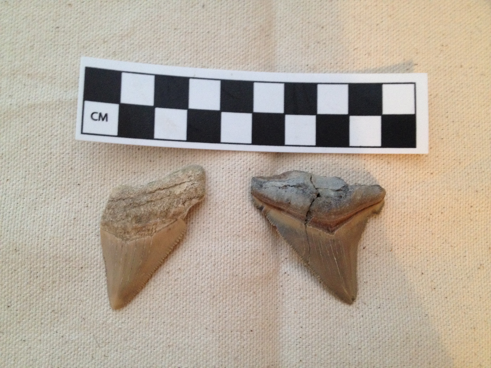 Possible Chubutensis - Fossil ID - The Fossil Forum