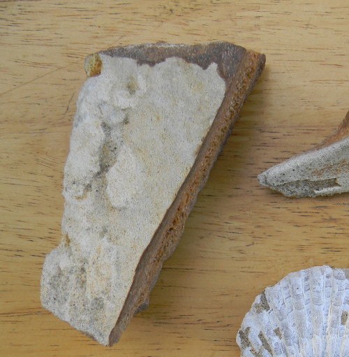 Mystery Bone? - Fossil ID - The Fossil Forum