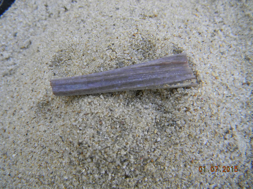 Mystery Bone? - Fossil ID - The Fossil Forum
