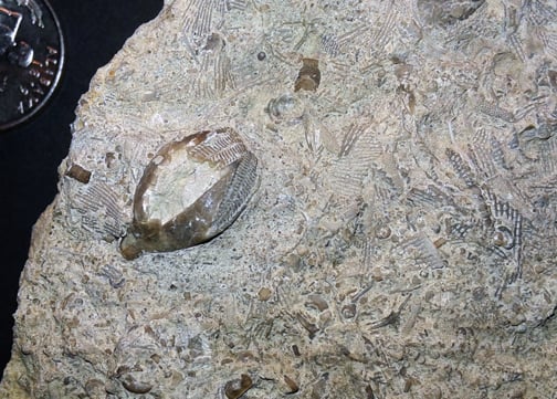 Alabama Fossils - Fossil Hunting Trips - The Fossil Forum