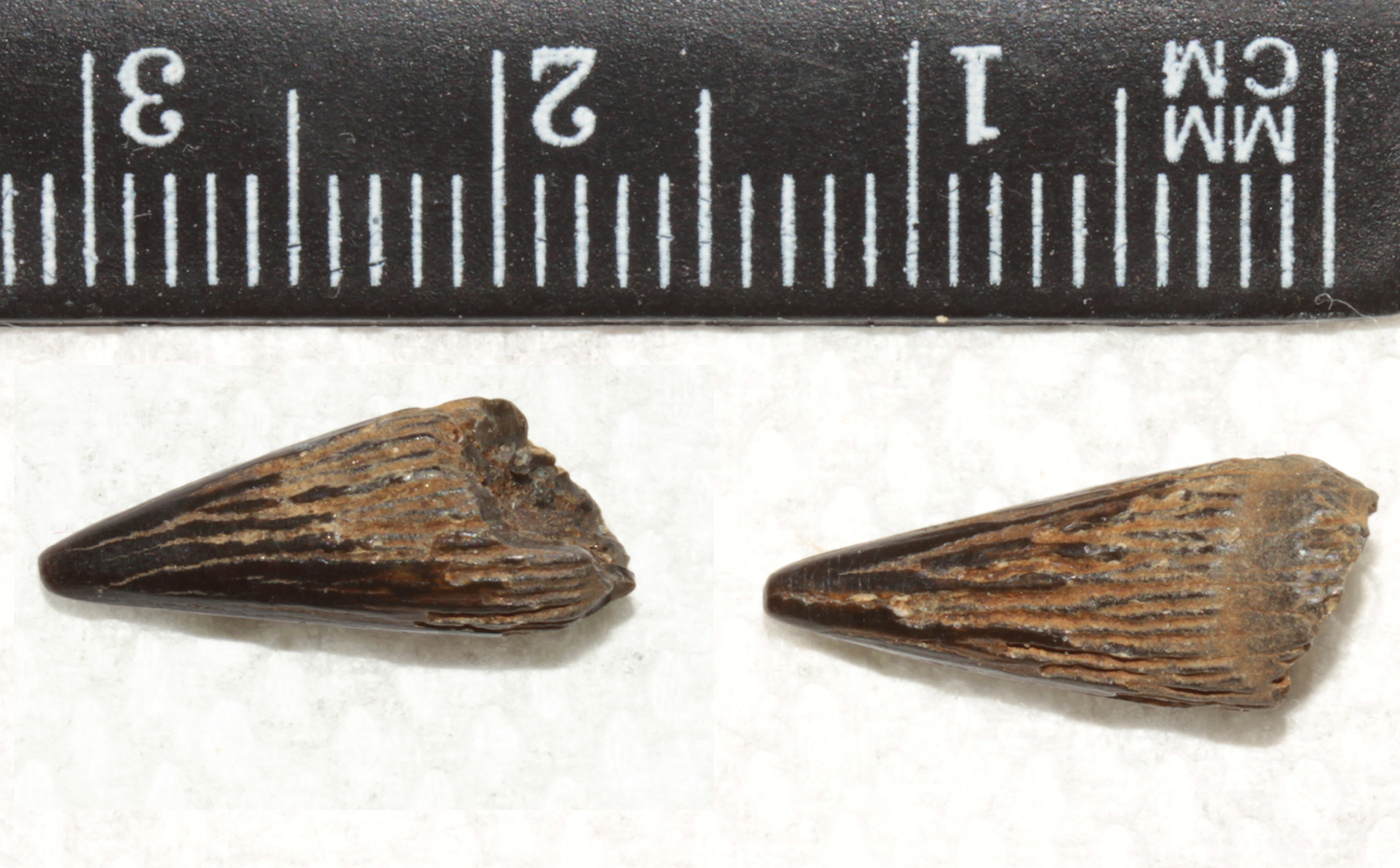 Cretaceous Tooth - Fossil ID - The Fossil Forum