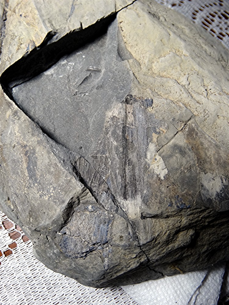 Bones In A Nodule - Fossil ID - The Fossil Forum