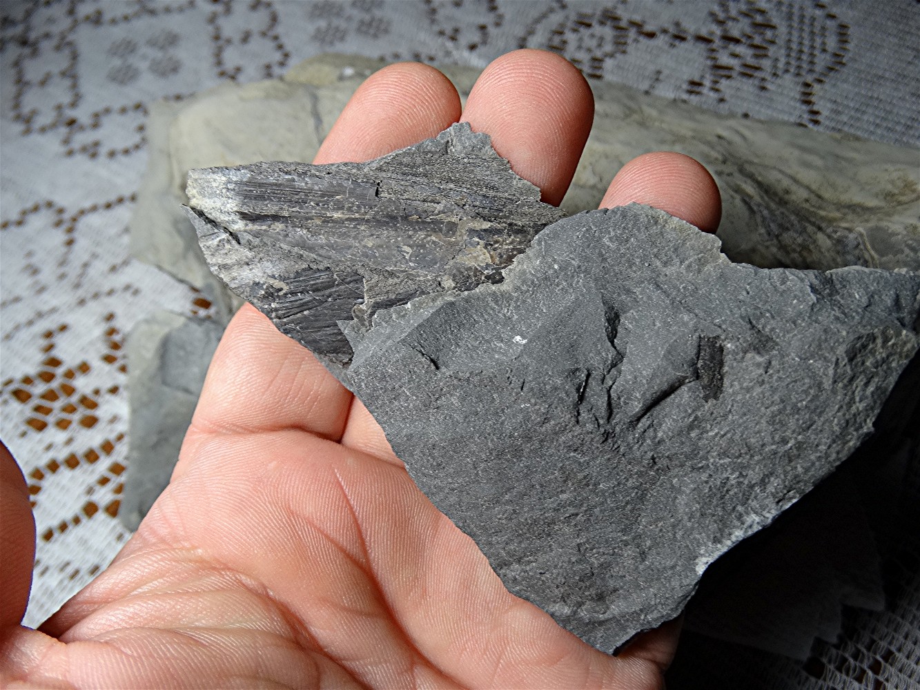 Bones In A Nodule - Fossil ID - The Fossil Forum