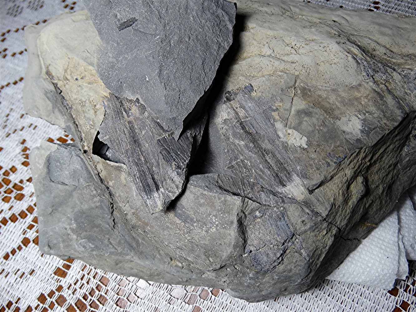 Bones In A Nodule - Fossil ID - The Fossil Forum