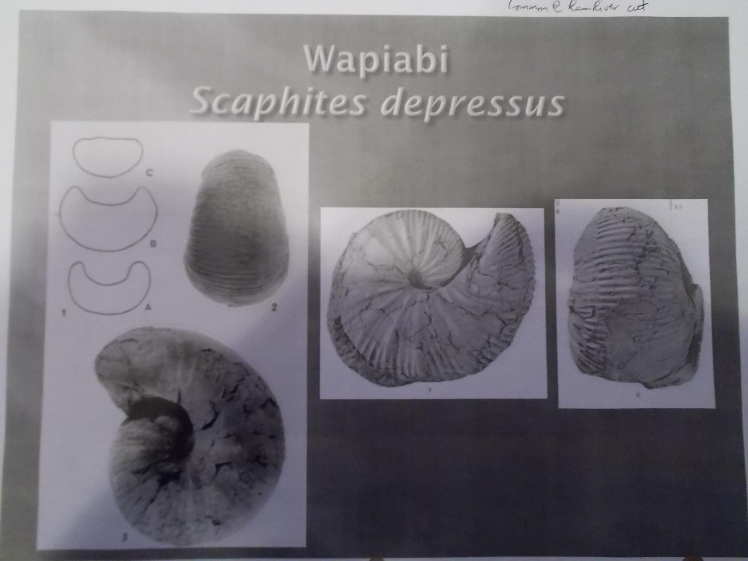 Cretaceous Scaphite - Fossil ID - The Fossil Forum
