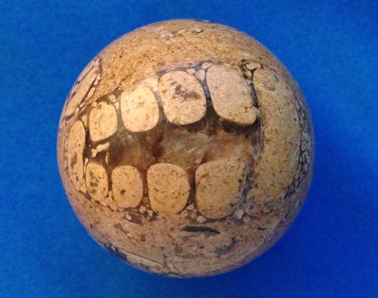 A Ball Of Lives? - Fossil ID - The Fossil Forum