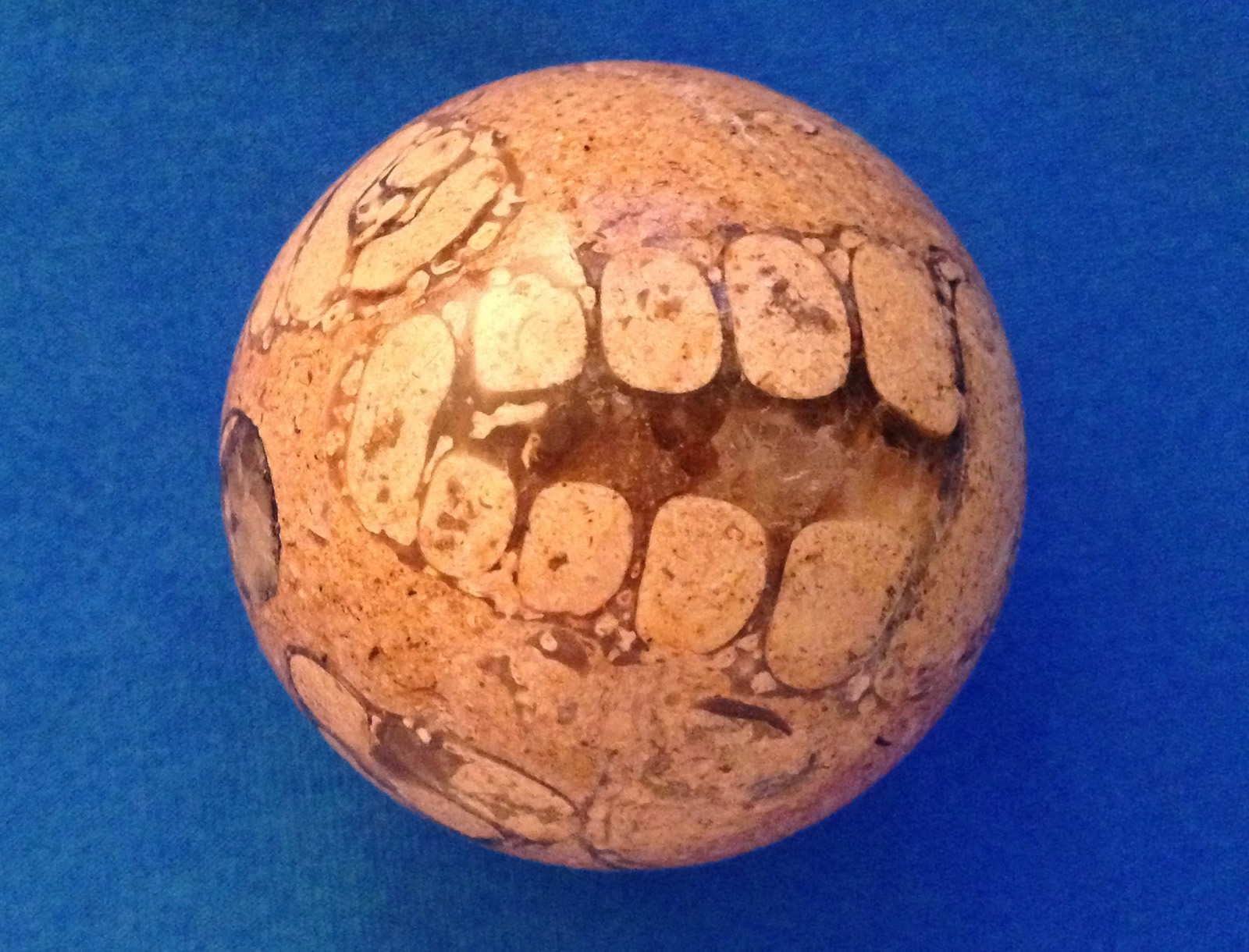 A Ball Of Lives? - Fossil ID - The Fossil Forum