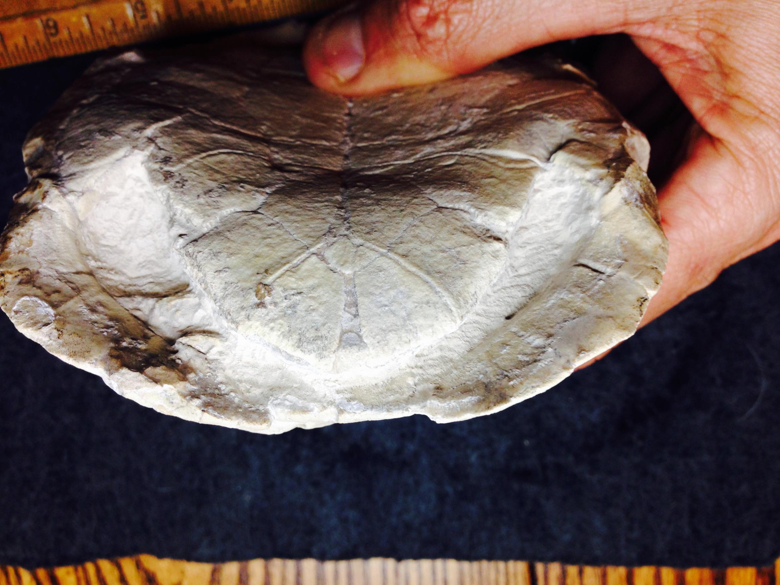Wyoming Turtle - Fossil ID - The Fossil Forum