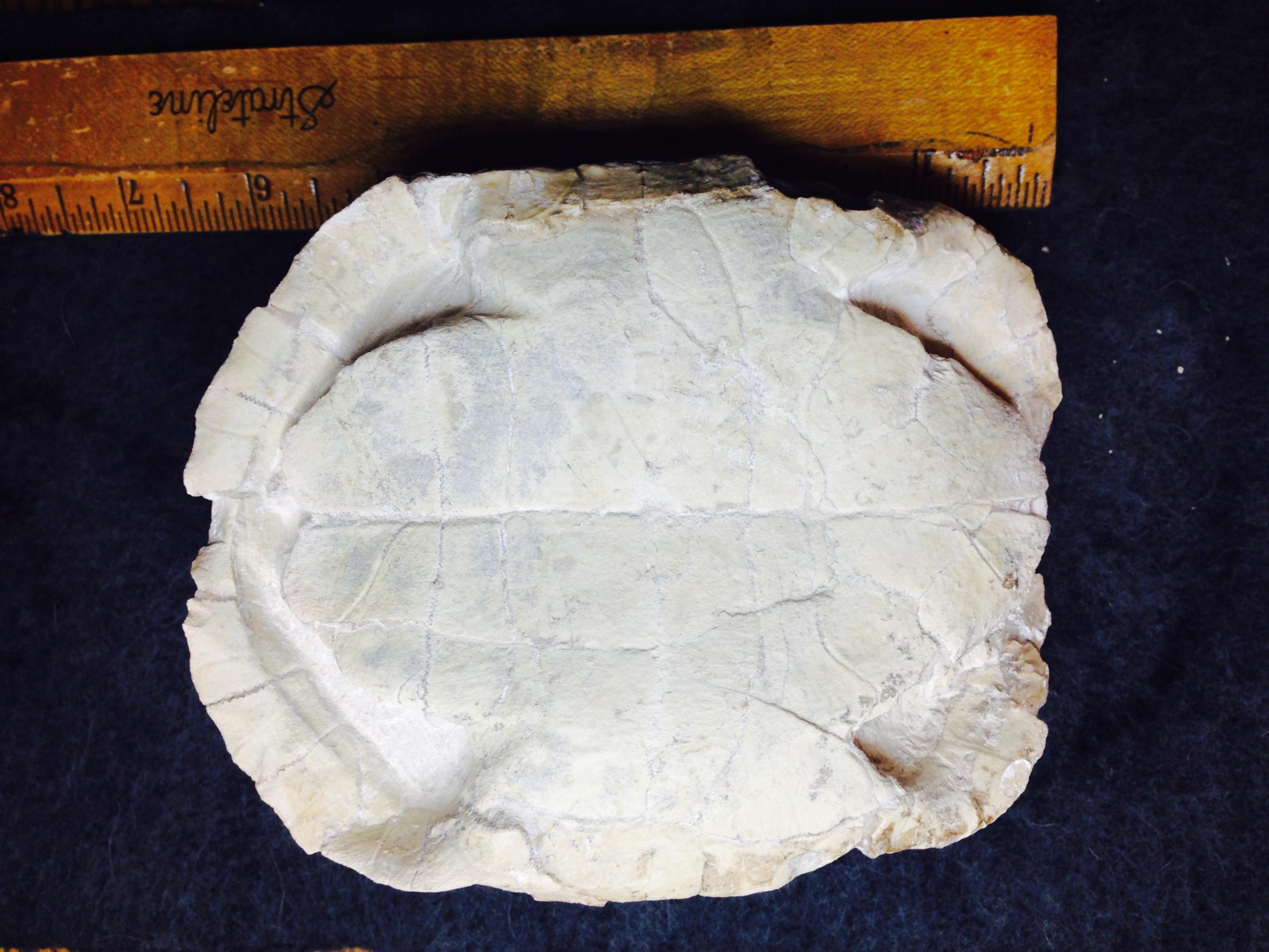 Wyoming Turtle - Fossil ID - The Fossil Forum