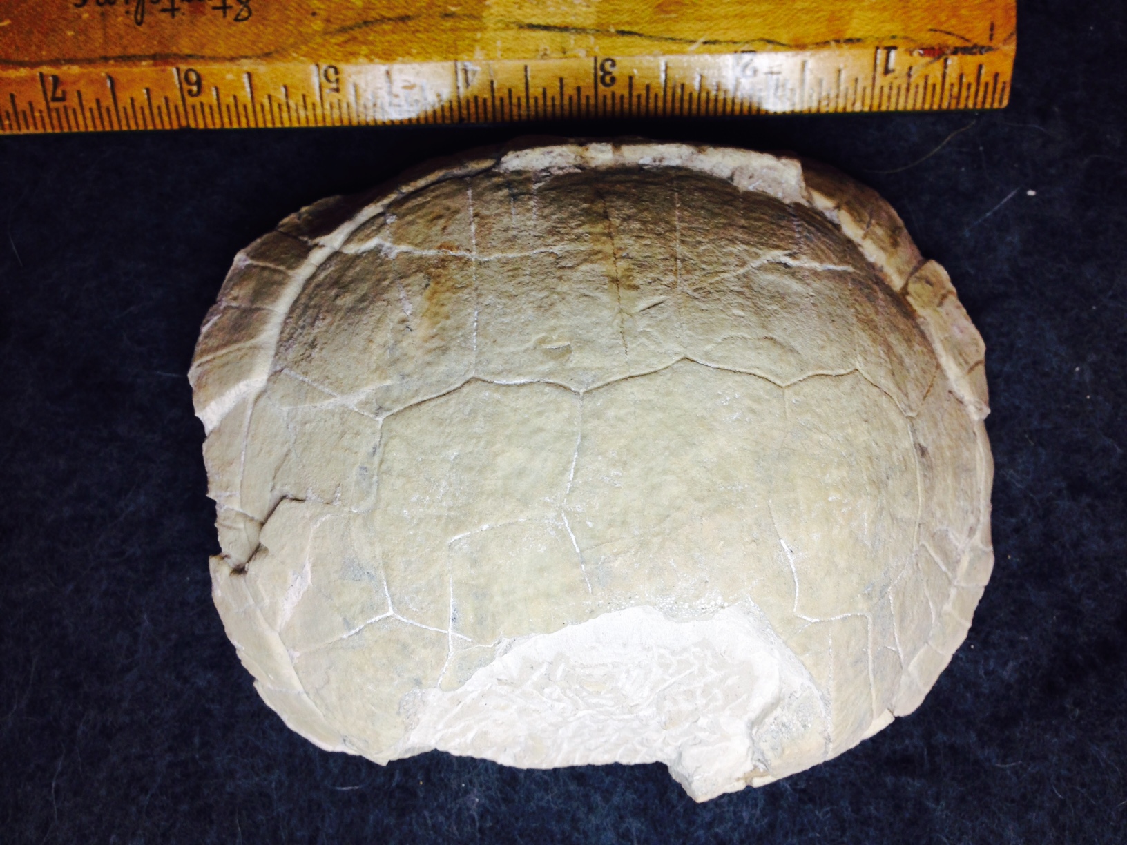 Wyoming Turtle - Fossil ID - The Fossil Forum