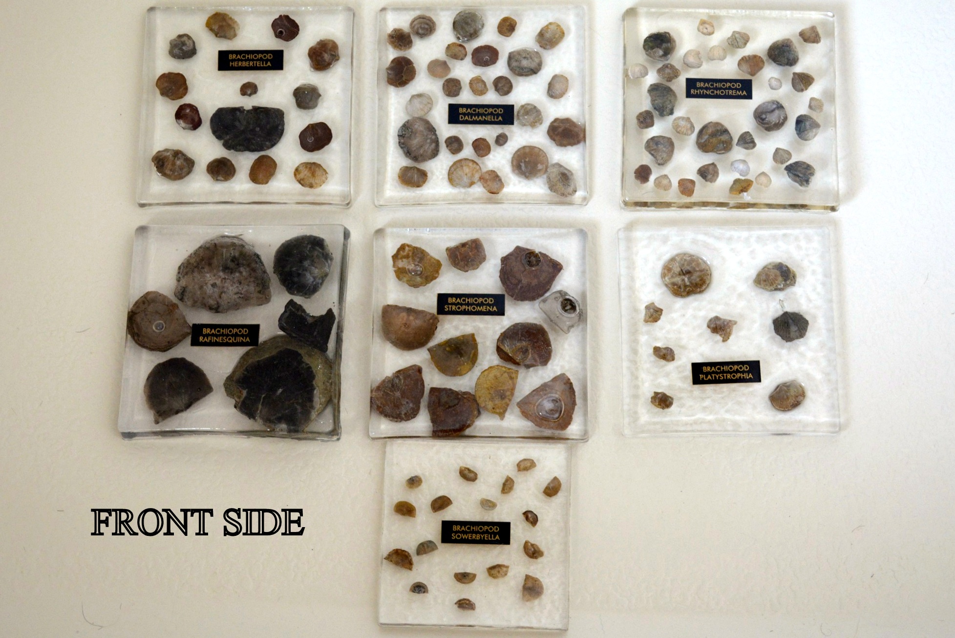 Mixing Epoxi Resin with Brachiopods - Fossil Preparation - The Fossil Forum
