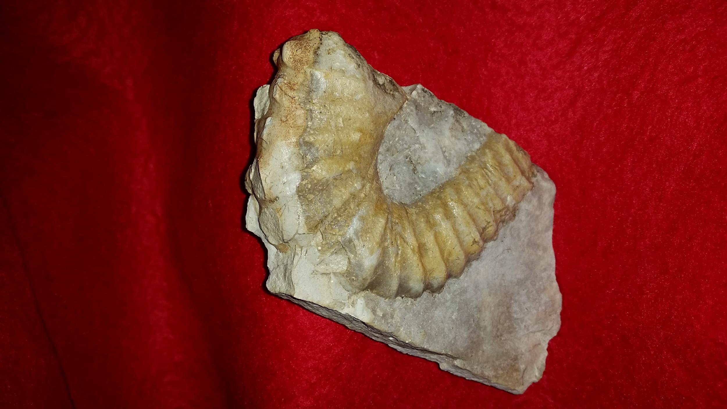 Idiohamites heteromorph ID and opinion - Fossil ID - The Fossil Forum