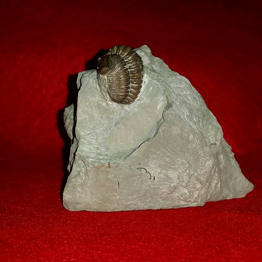 Flexi restora prep - Fossil Preparation - The Fossil Forum