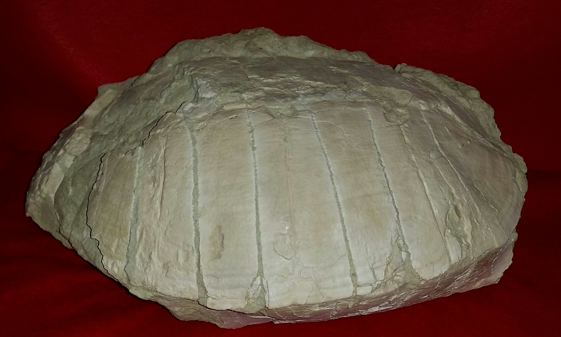 Large Fossil Turtle - Fossil ID - The Fossil Forum