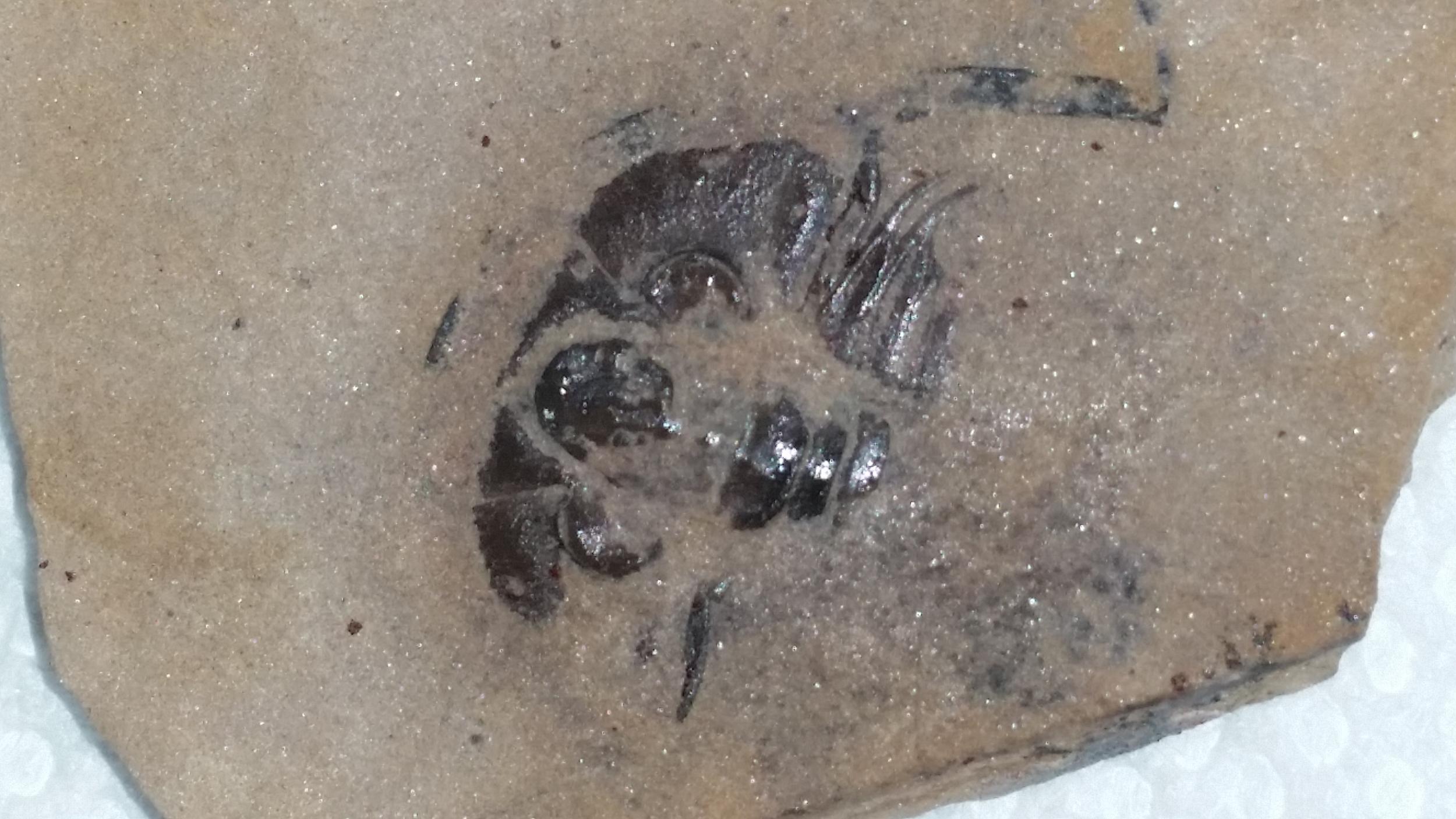 Weeks formation Trilobite - Fossil ID - The Fossil Forum
