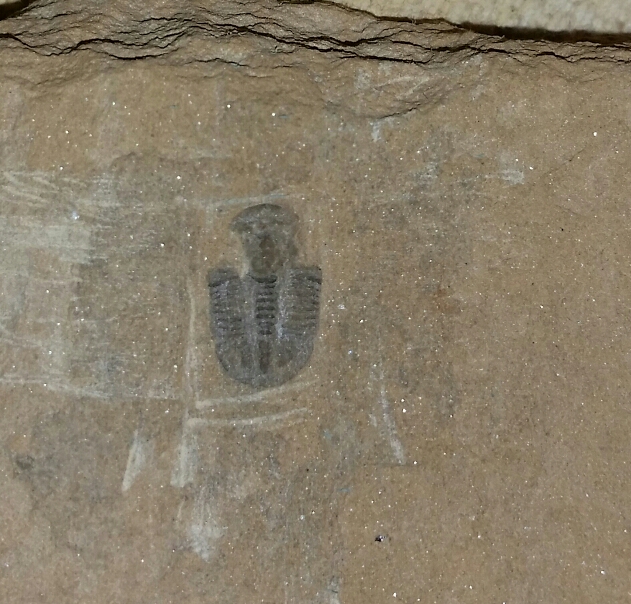Weeks formation Trilobite - Fossil ID - The Fossil Forum