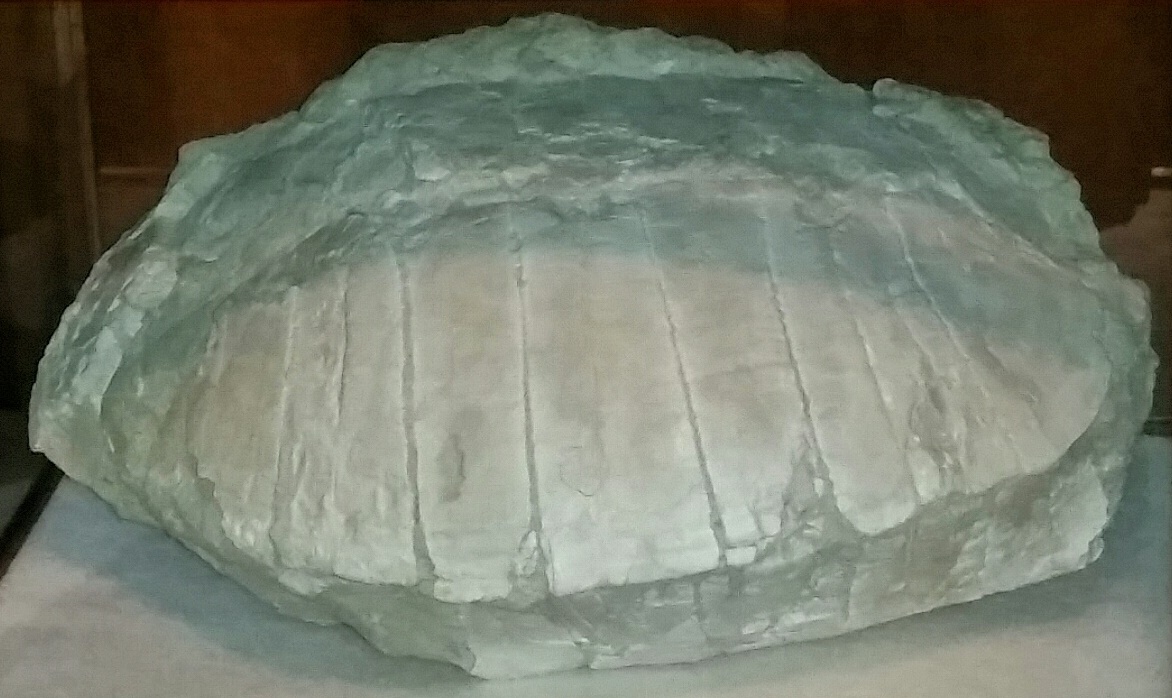Large Fossil Turtle - Fossil ID - The Fossil Forum