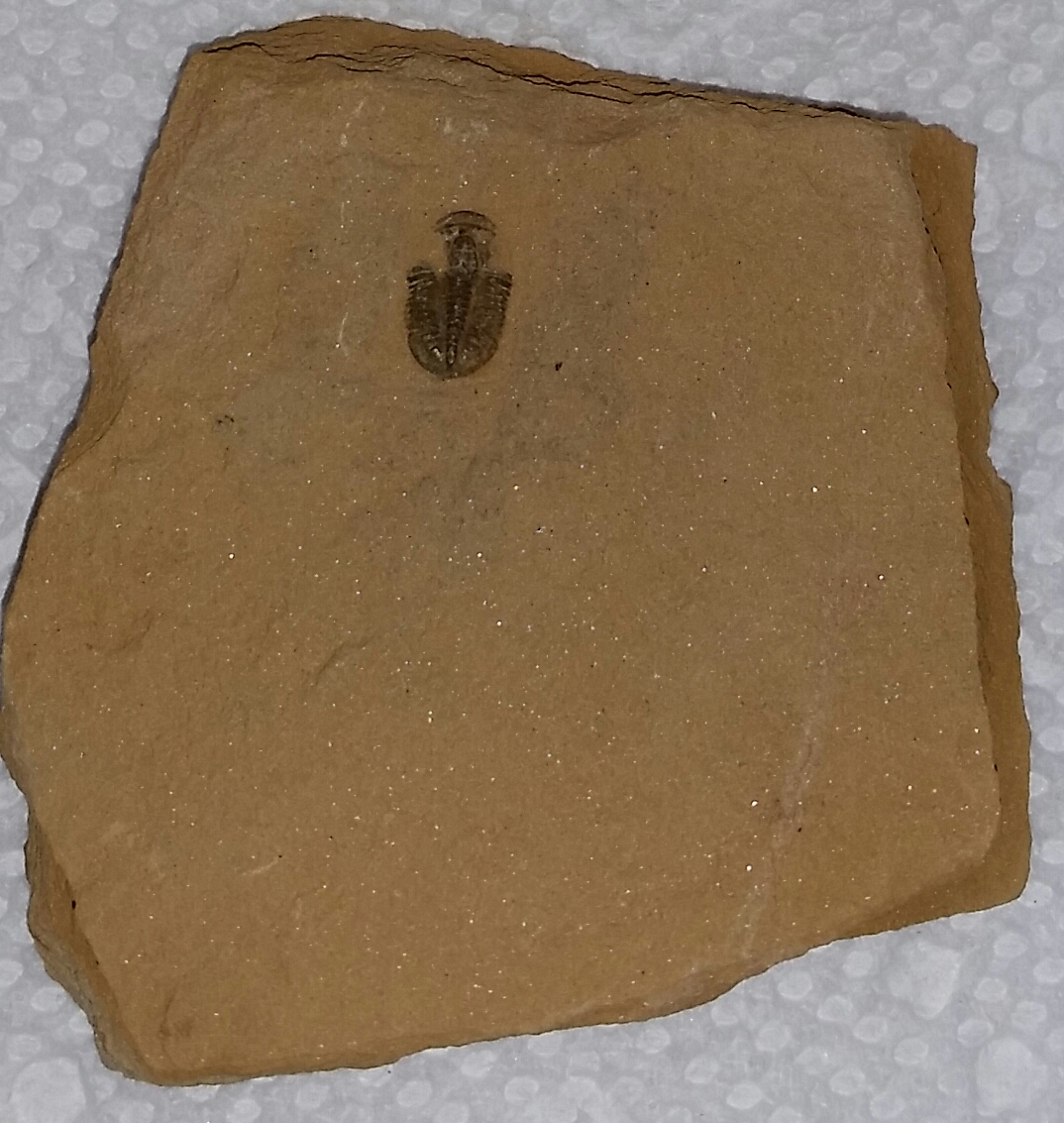 Weeks formation Trilobite - Fossil ID - The Fossil Forum