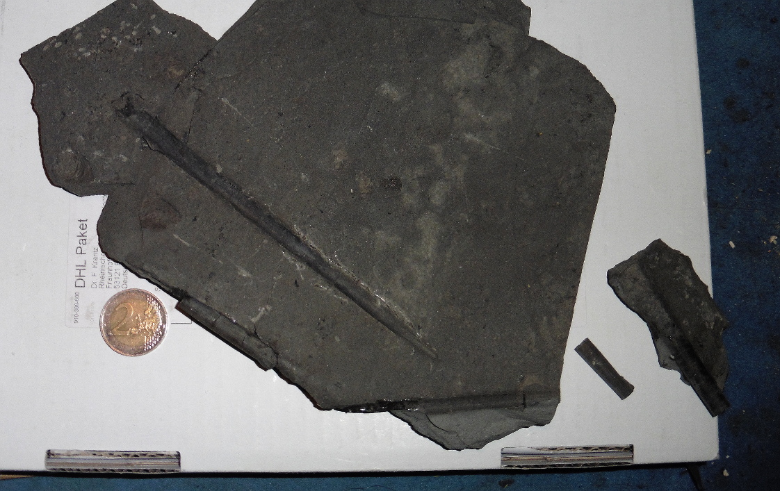 Preparation tips - Fossil Preparation - The Fossil Forum