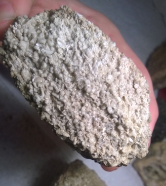 Bioherm? Coquina? - Fossil ID - The Fossil Forum