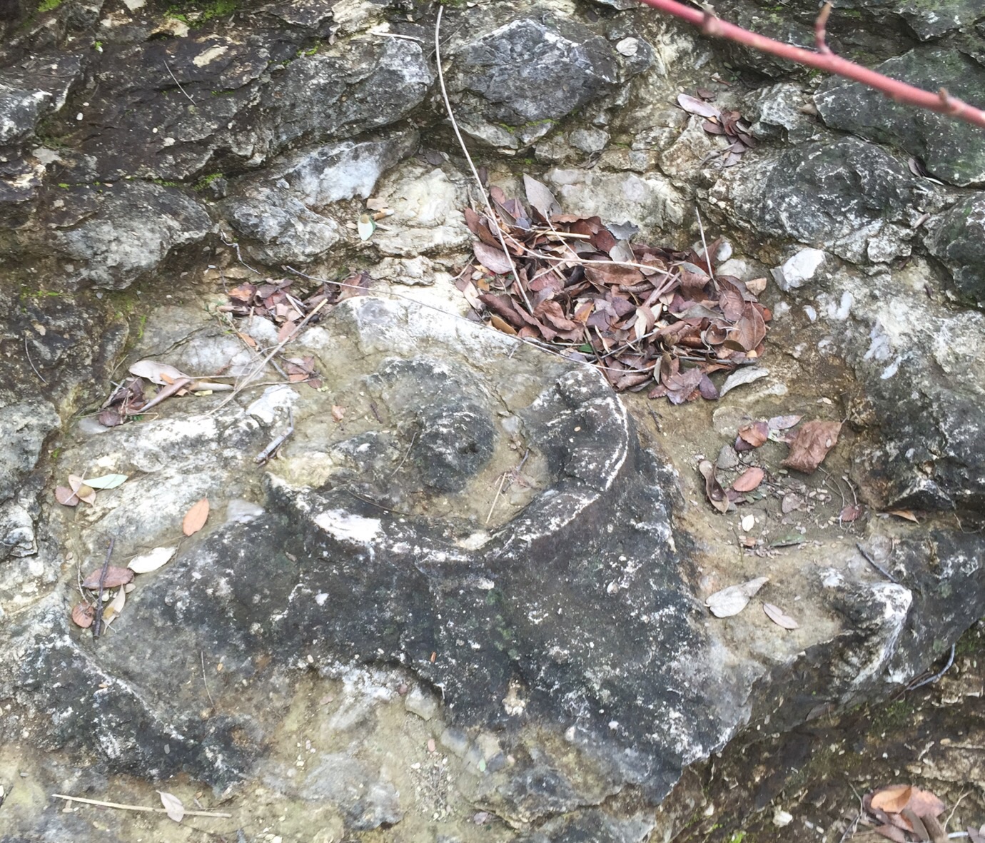 Very cool fossil imprint - Fossil ID - The Fossil Forum