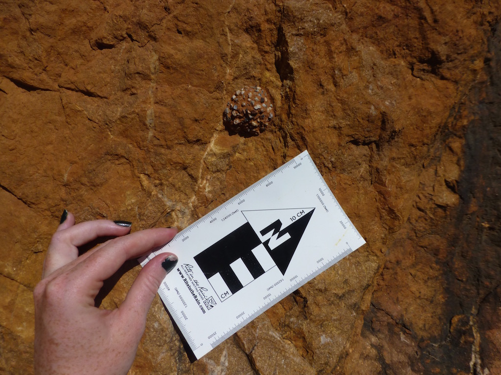 How do balls of pebbles and clay like this occur in limestone? - Fossil ...