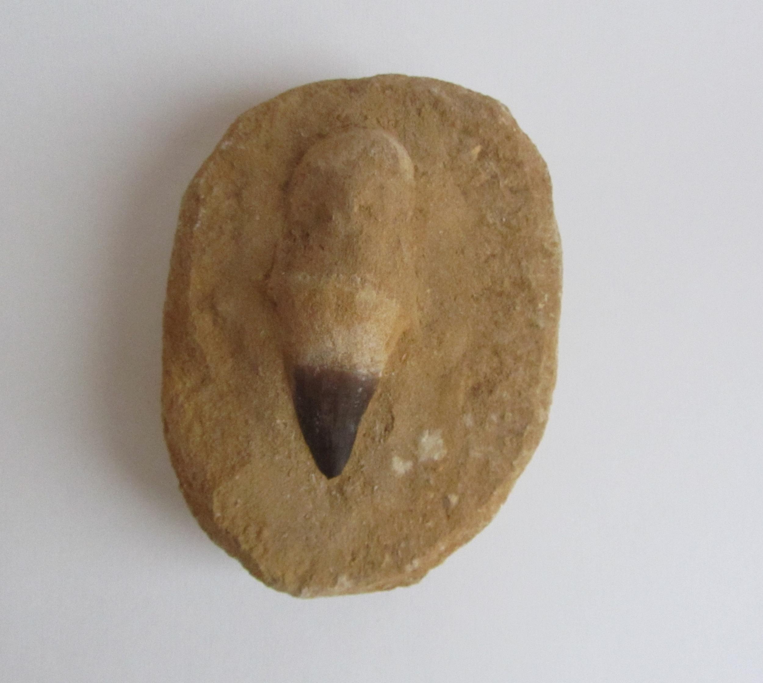 The Curse of the Moroccan Fossils - Is It Real? How to Recognize Fossil ...