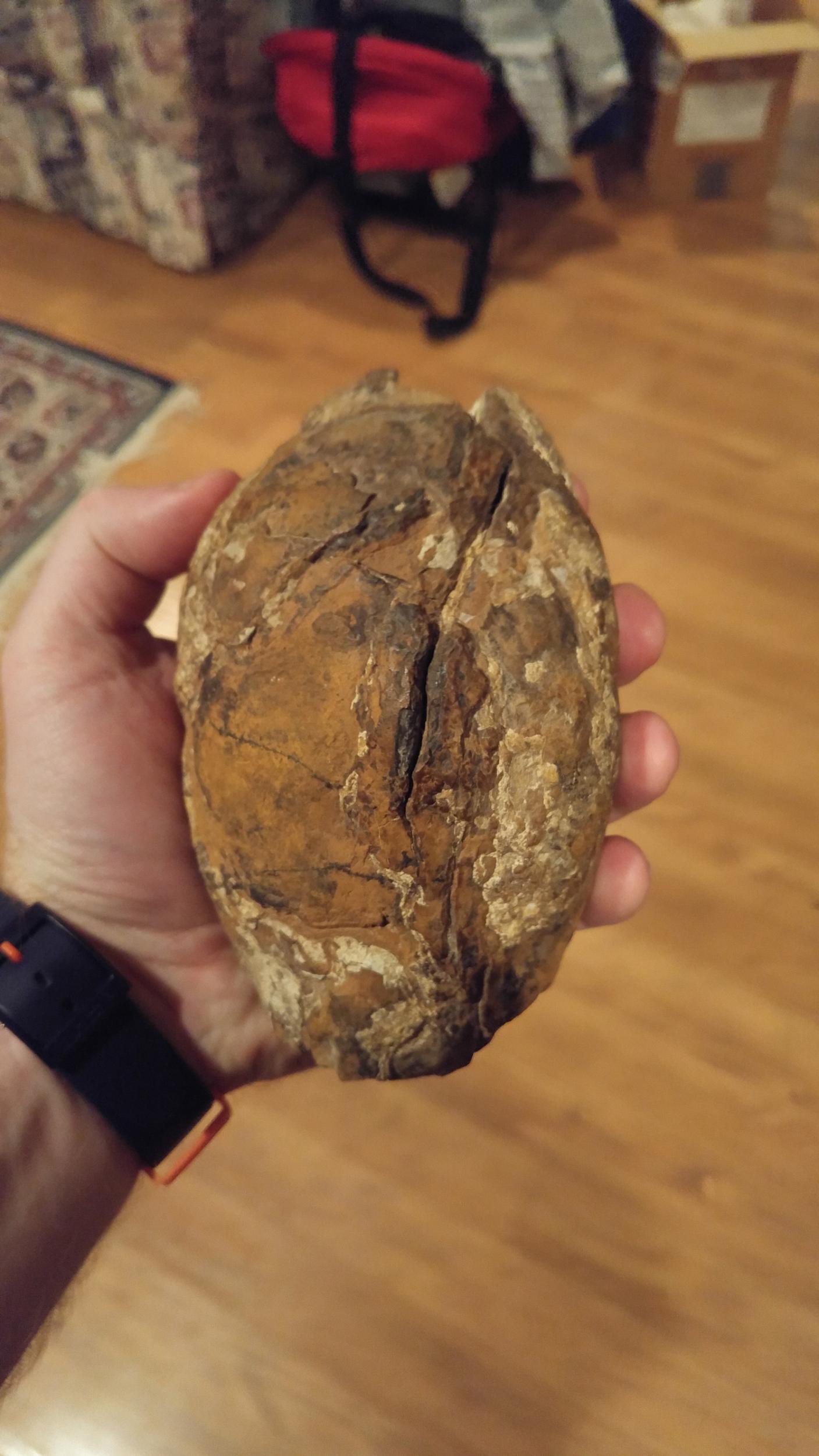 Egg? Seed pod? Not sure what I have here. - Fossil ID - The Fossil Forum