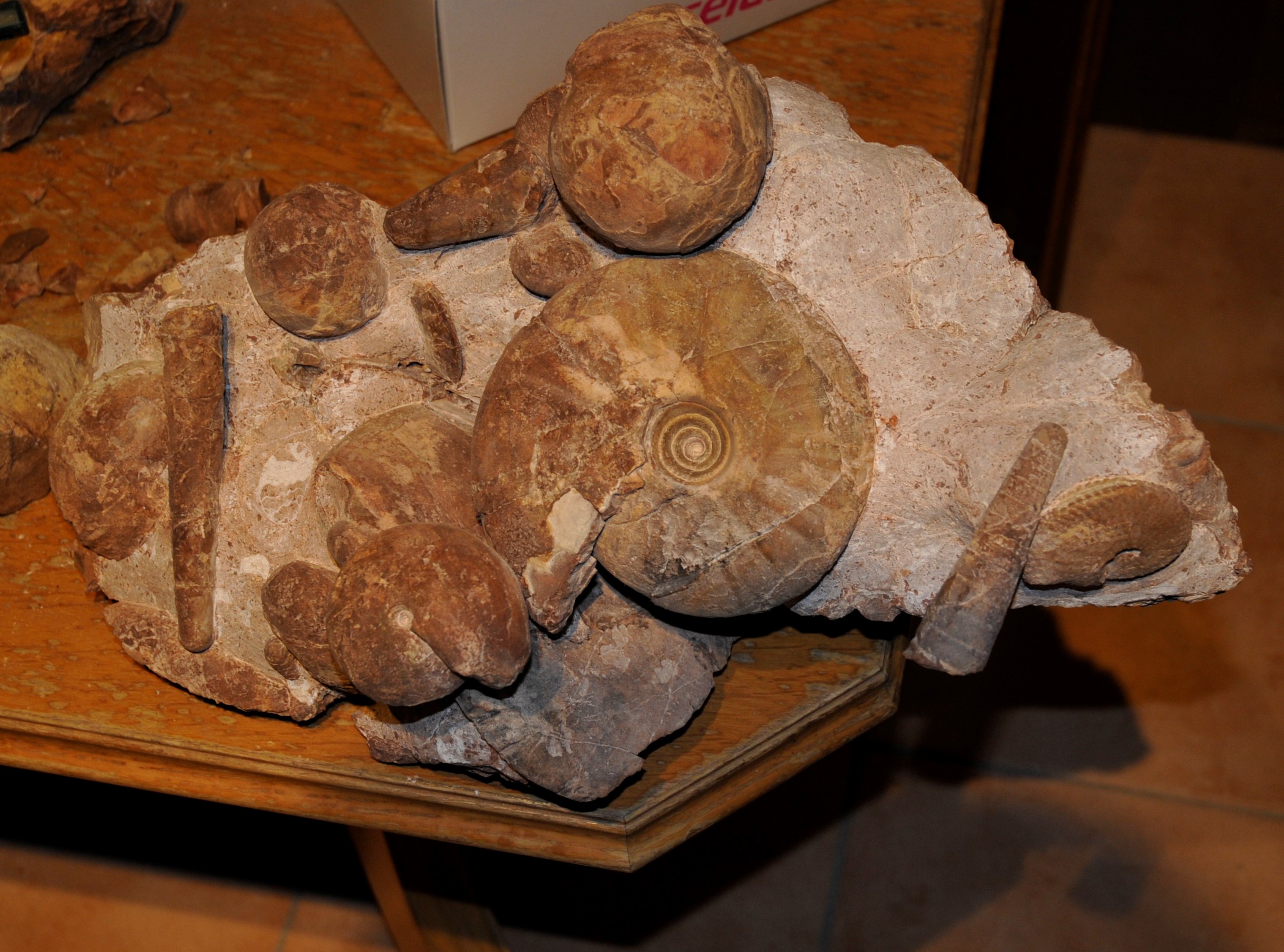 Ladinian Ammonoids - Fossil Hunting Trips - The Fossil Forum