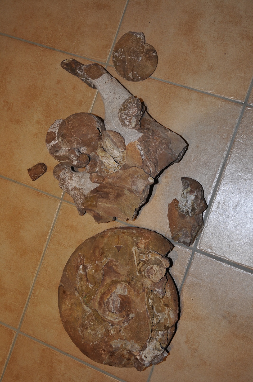 Ladinian Ammonoids - Fossil Hunting Trips - The Fossil Forum