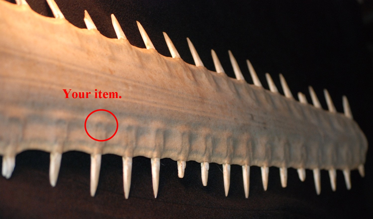 Fossilized Tooth ID - General Fossil Discussion - The Fossil Forum