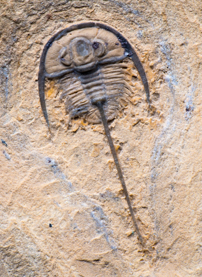 Weeks formation Trilobite - Fossil ID - The Fossil Forum
